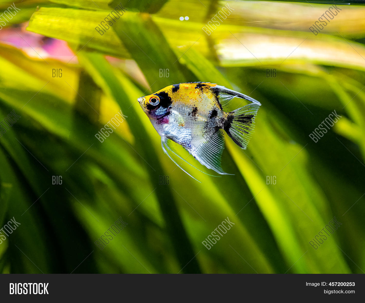 Angel Fish Koi Panda Image & Photo (Free Trial) | Bigstock