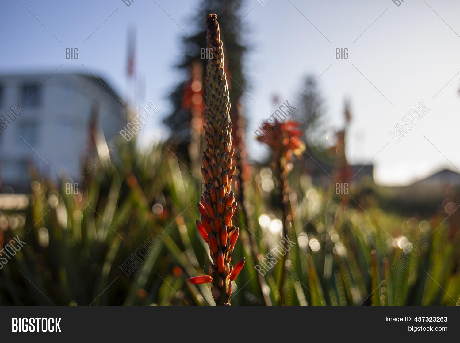 Fynbos Flower South Image & Photo (Free Trial) | Bigstock