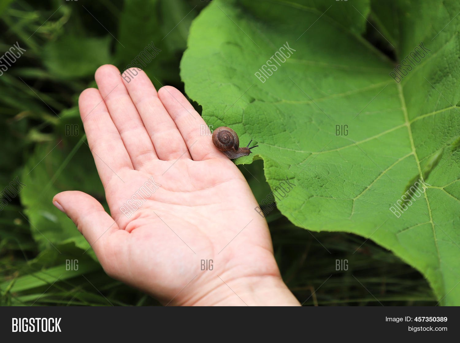 Little Cute Snail Image & Photo (Free Trial) | Bigstock