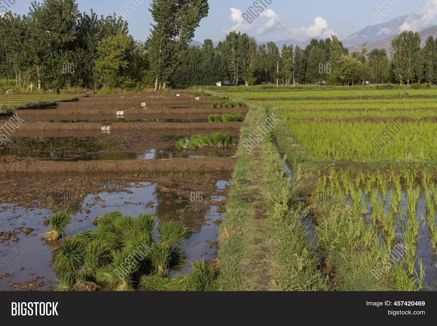 Rice Farming Flooding Image & Photo (Free Trial) | Bigstock