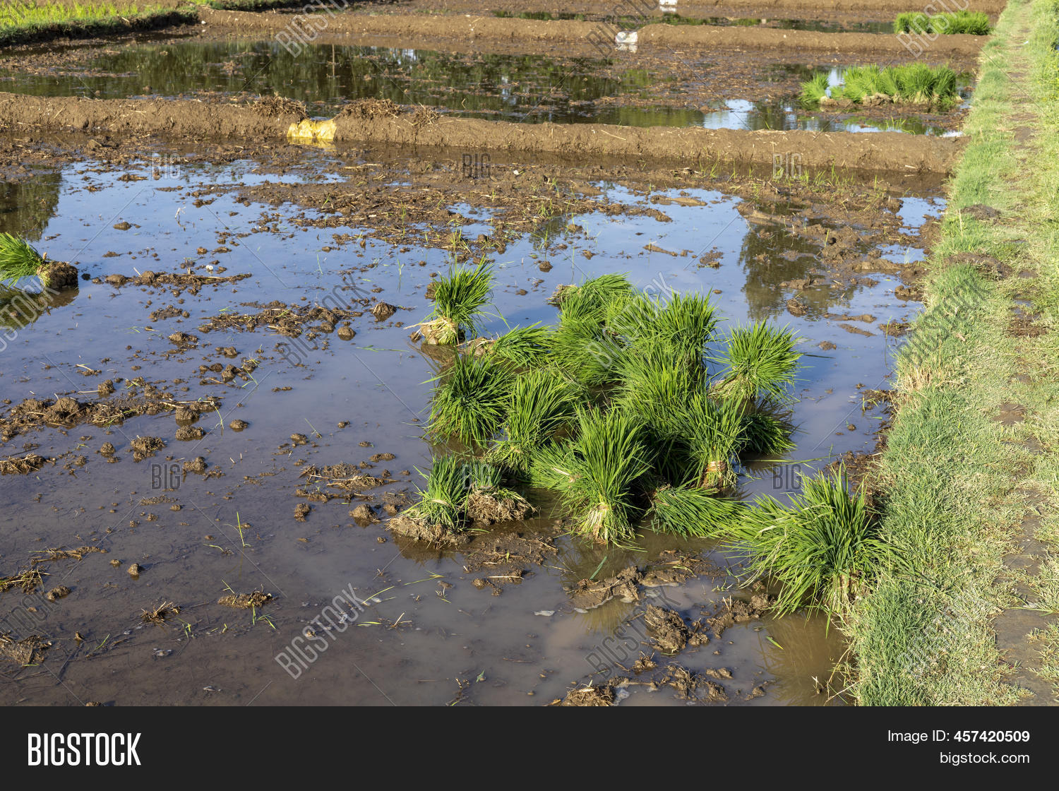 Rice Farming By Image & Photo (Free Trial) | Bigstock