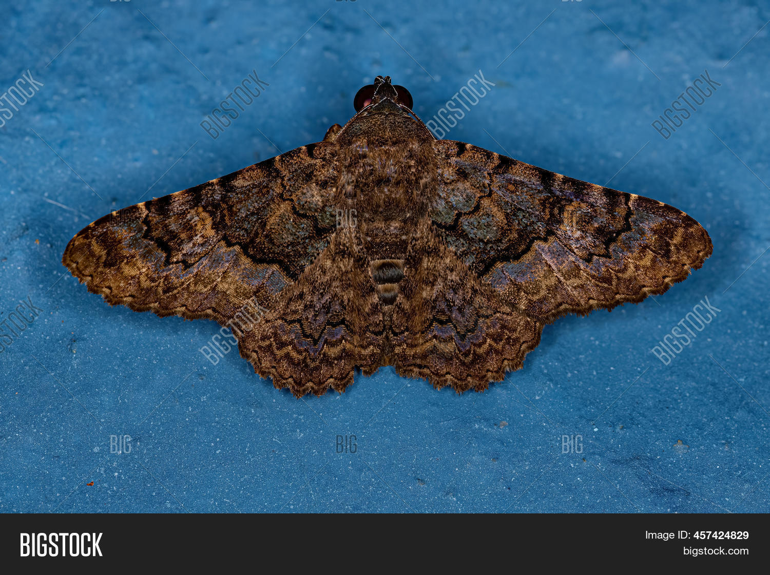 Adult Moth Insect Image & Photo (Free Trial) | Bigstock