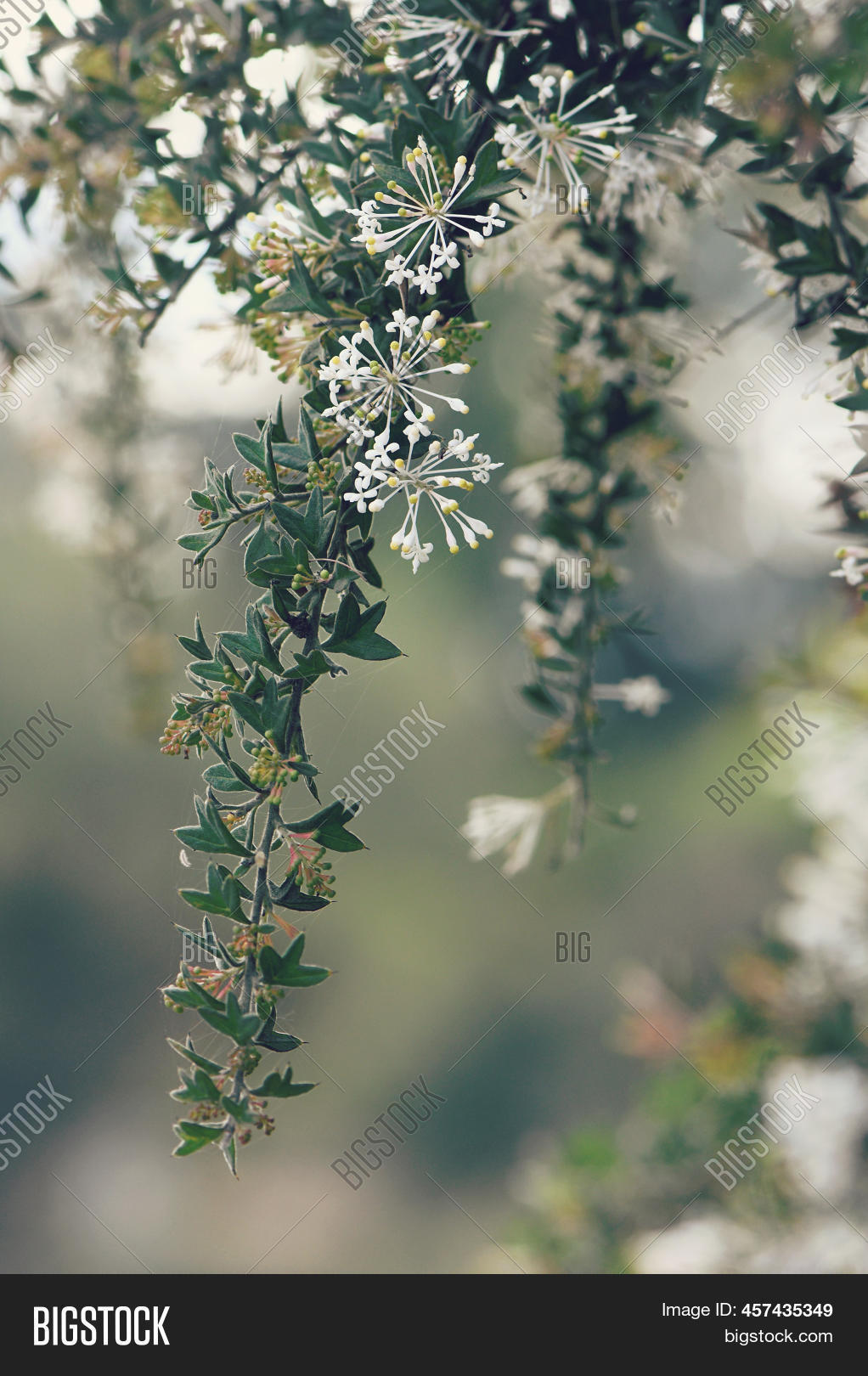 Trailing Branches Image & Photo (Free Trial) | Bigstock