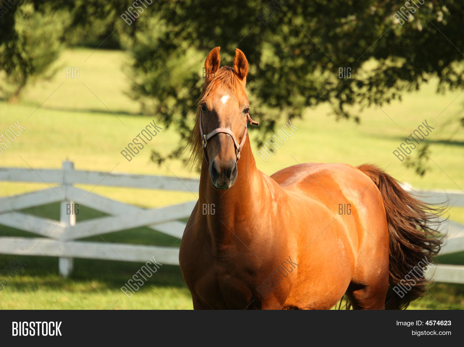 Bright Chestnut Horse Image & Photo (Free Trial) | Bigstock
