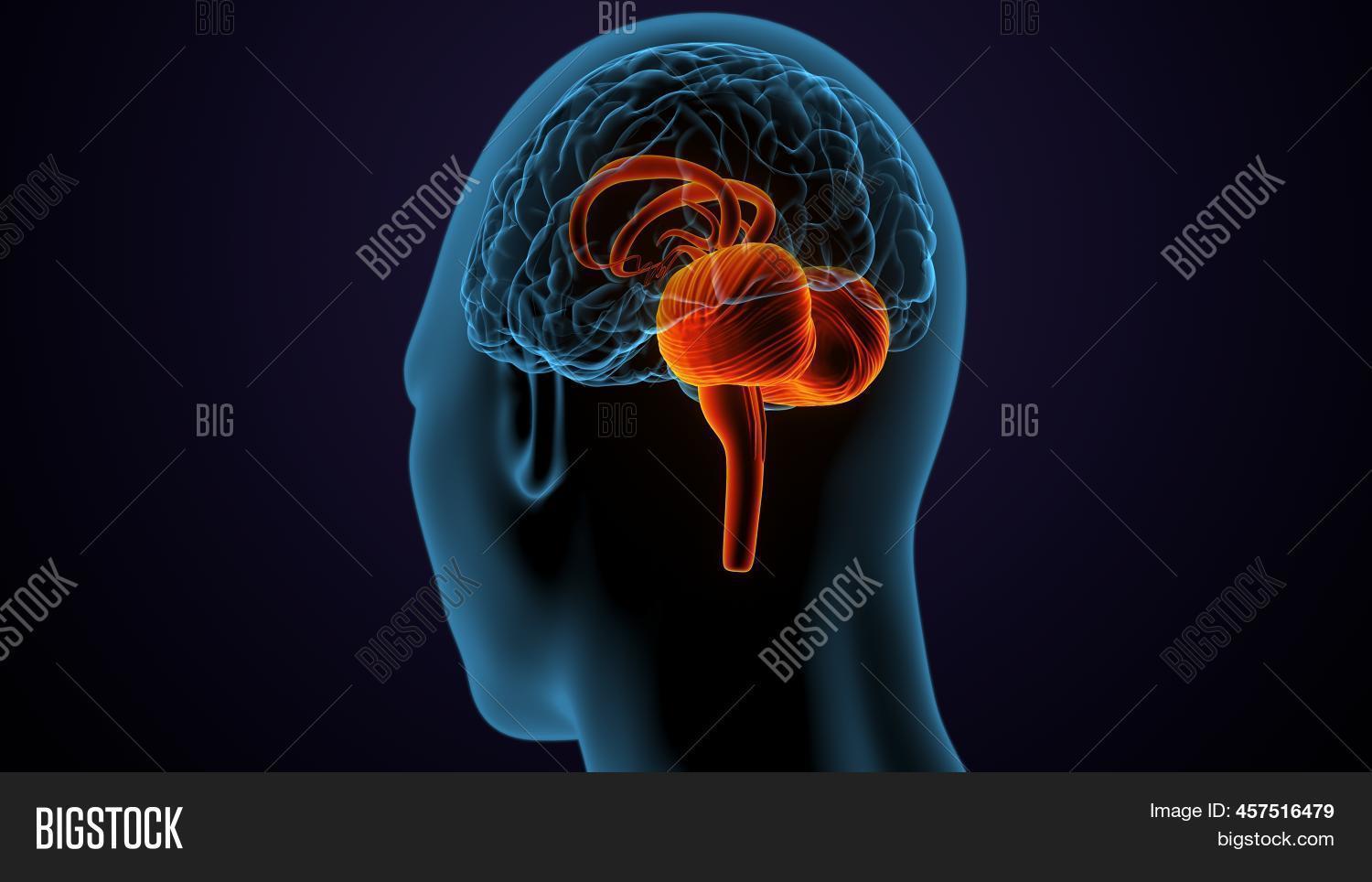 3d Illustration Male Image & Photo (Free Trial) | Bigstock