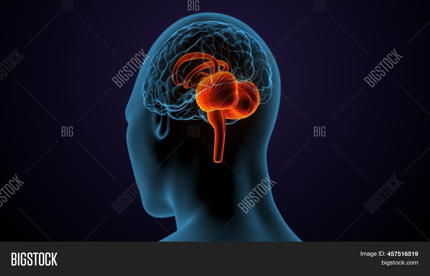 3d Illustration Male Image & Photo (Free Trial) | Bigstock