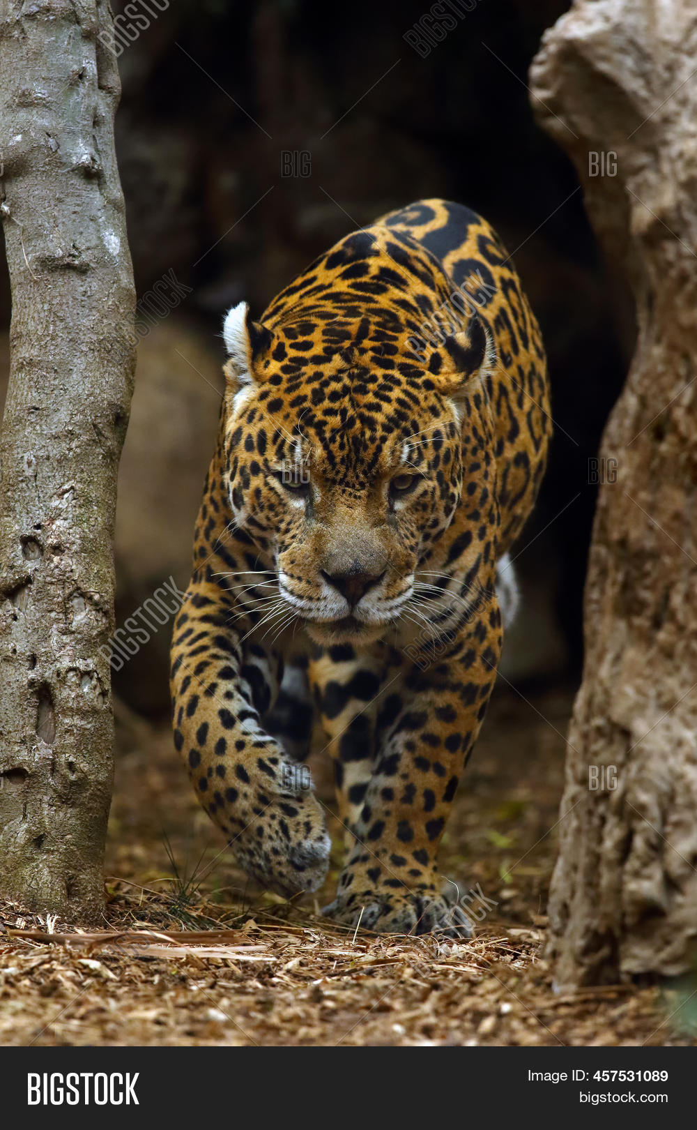 Jaguar (panthera Onca Image & Photo (Free Trial) | Bigstock