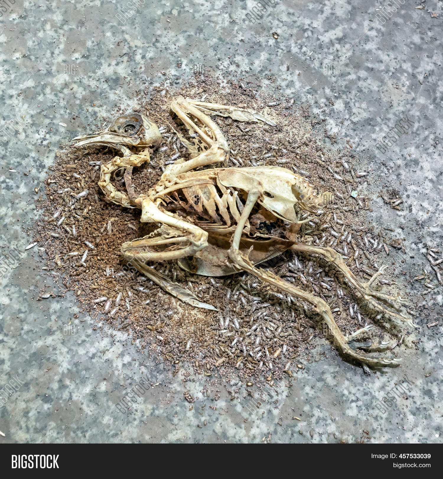 Dead Bird Rotting Image & Photo (Free Trial) | Bigstock