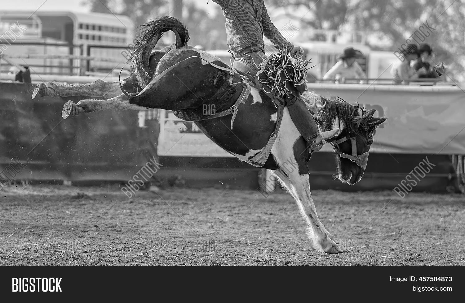 Wild Bucking Bronco Image & Photo (Free Trial) | Bigstock
