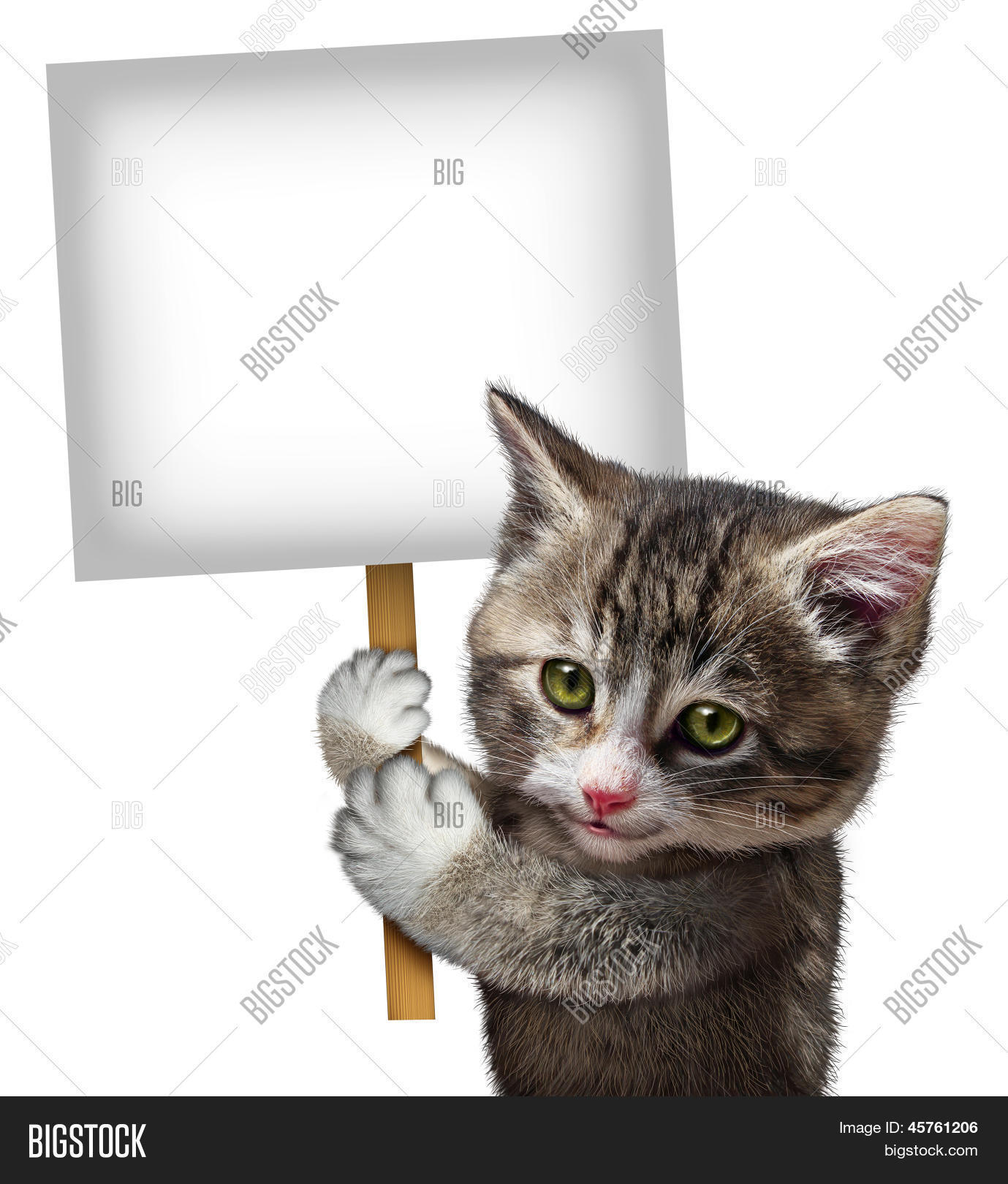 Cat Holding Sign Image & Photo (Free Trial) | Bigstock