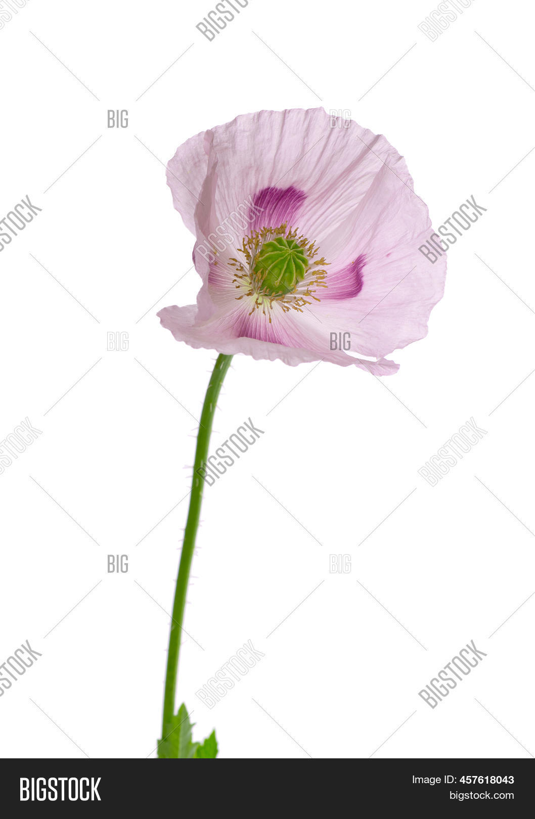 Poppy Flower Isolated Image & Photo (Free Trial) | Bigstock