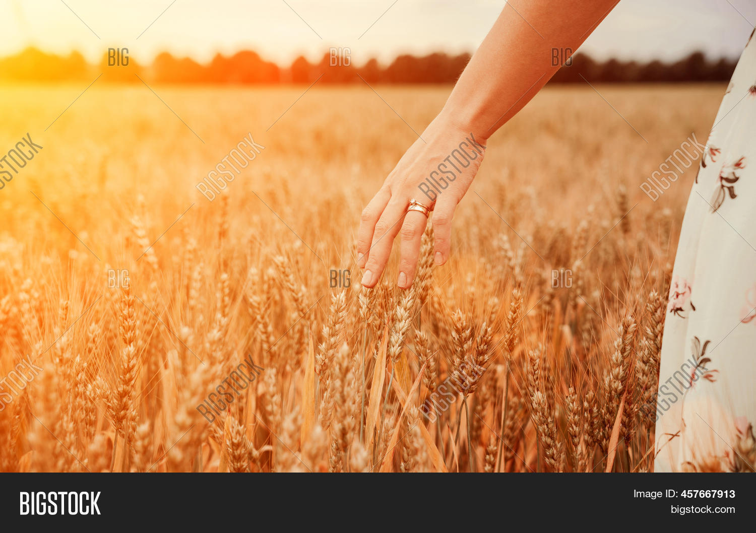 Wheat Field Woman Hand Image & Photo (Free Trial) | Bigstock