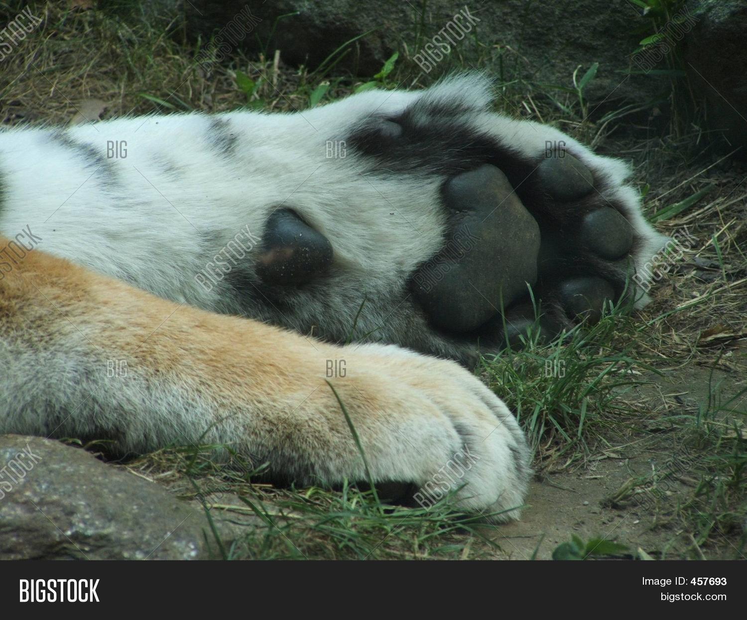 Tiger Paws Image & Photo (Free Trial) | Bigstock