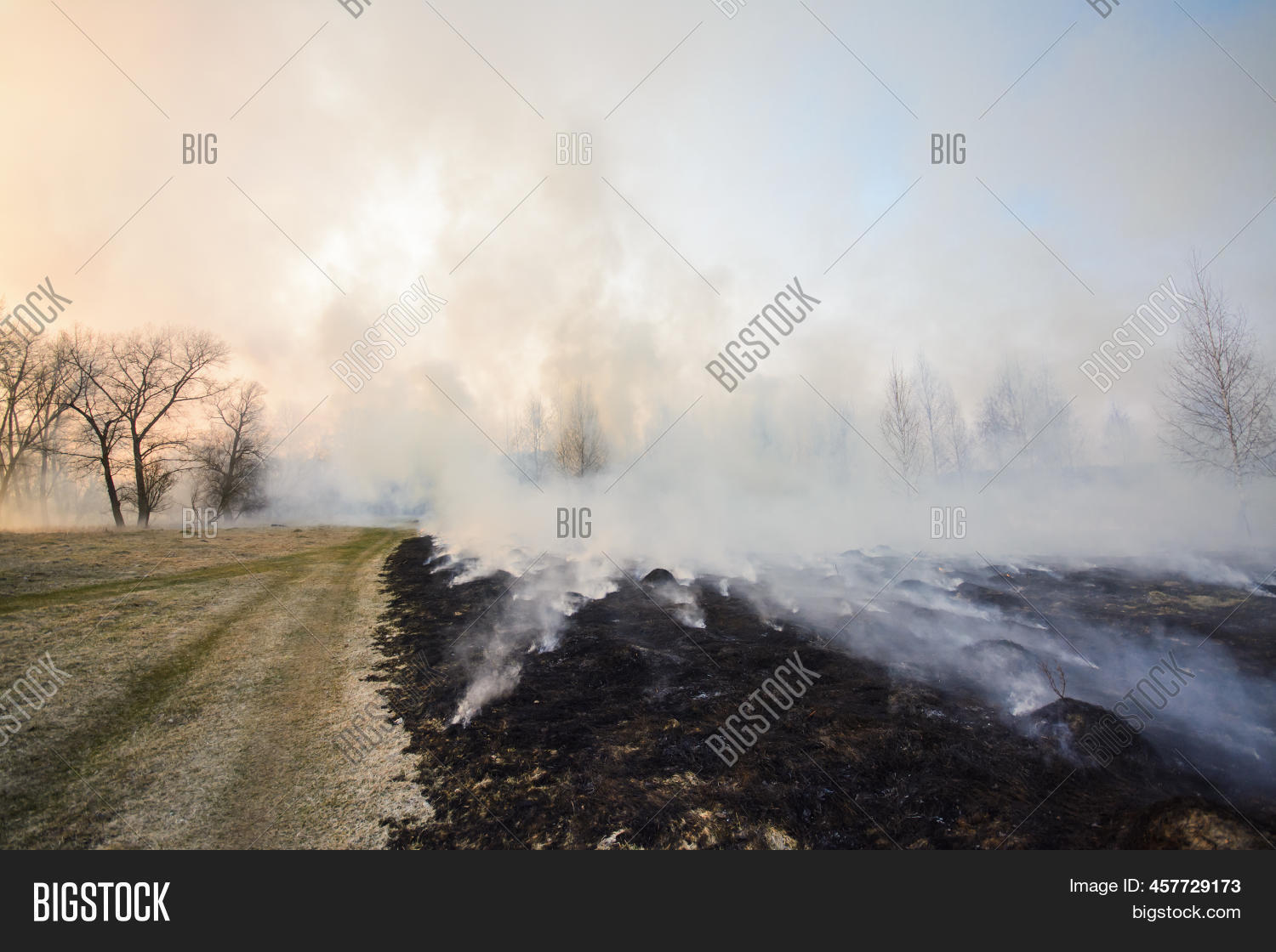 Black Burnet Grass Image & Photo (Free Trial) | Bigstock