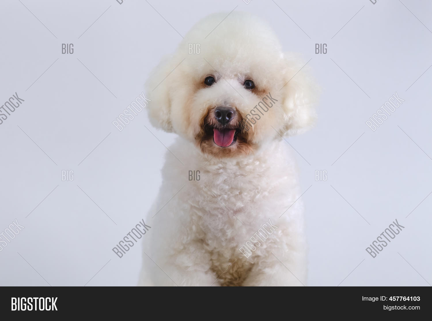 Adorable White Poodle Image & Photo (Free Trial) | Bigstock