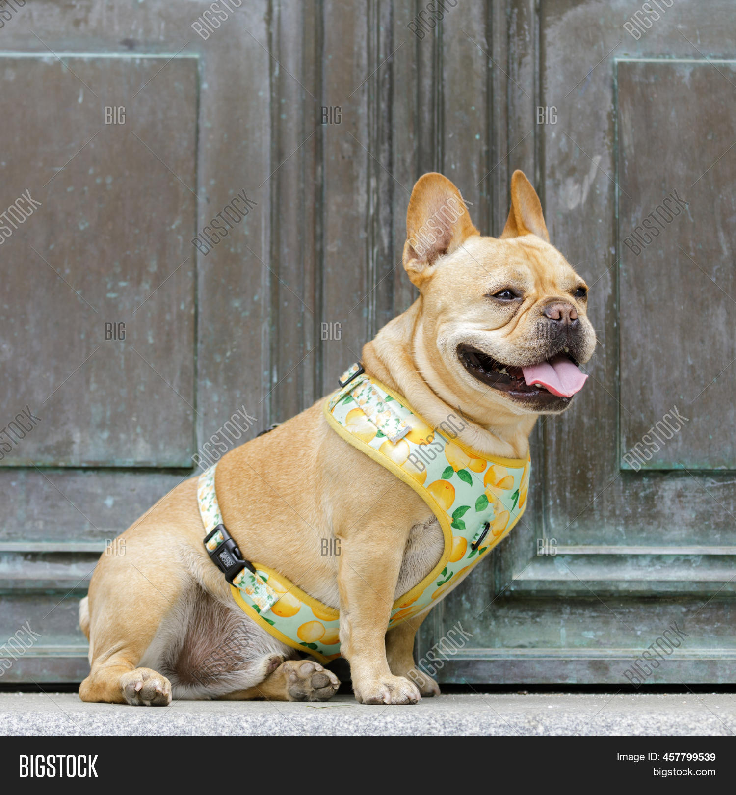 6-year-old Frenchie Image & Photo (Free Trial) | Bigstock
