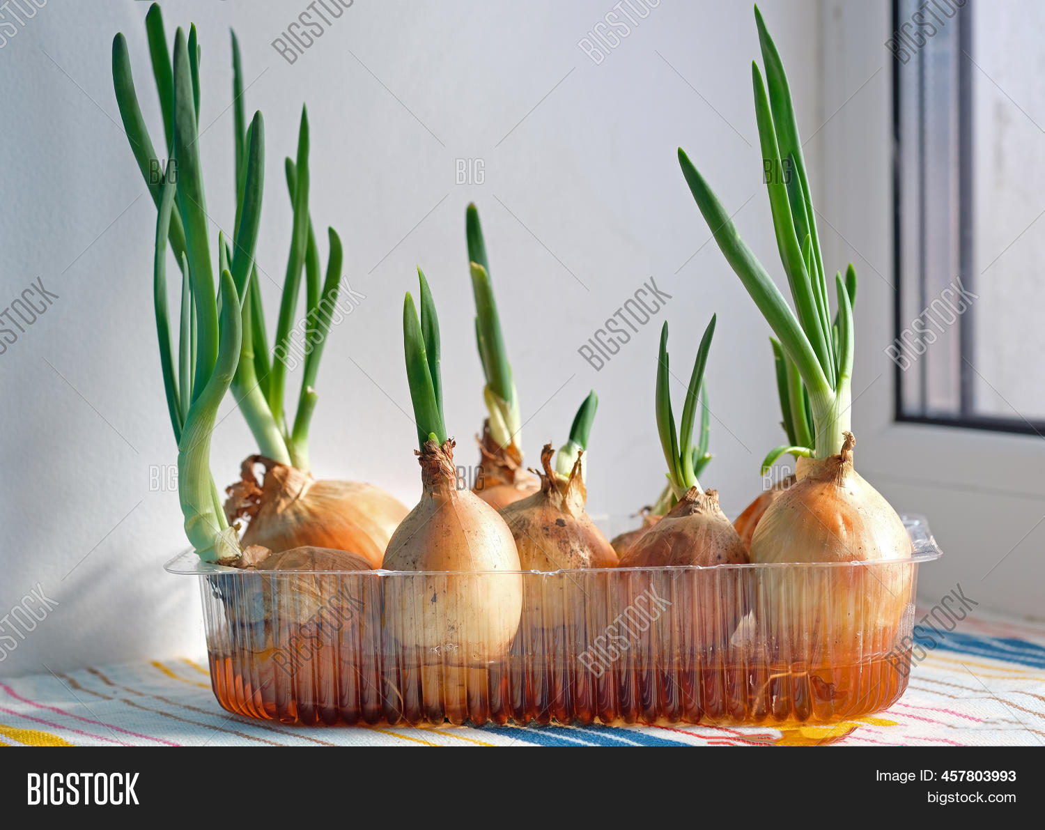 Fresh Green Onions Image & Photo (Free Trial) | Bigstock