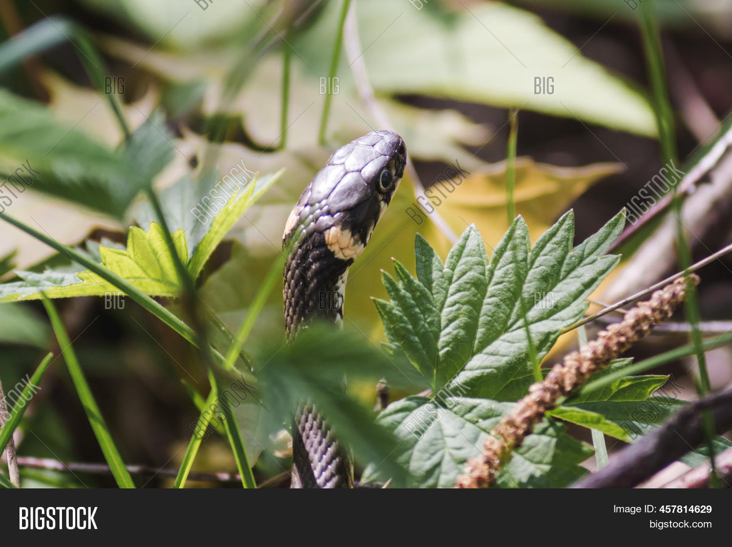 Non-venomous Snake Image & Photo (Free Trial) | Bigstock