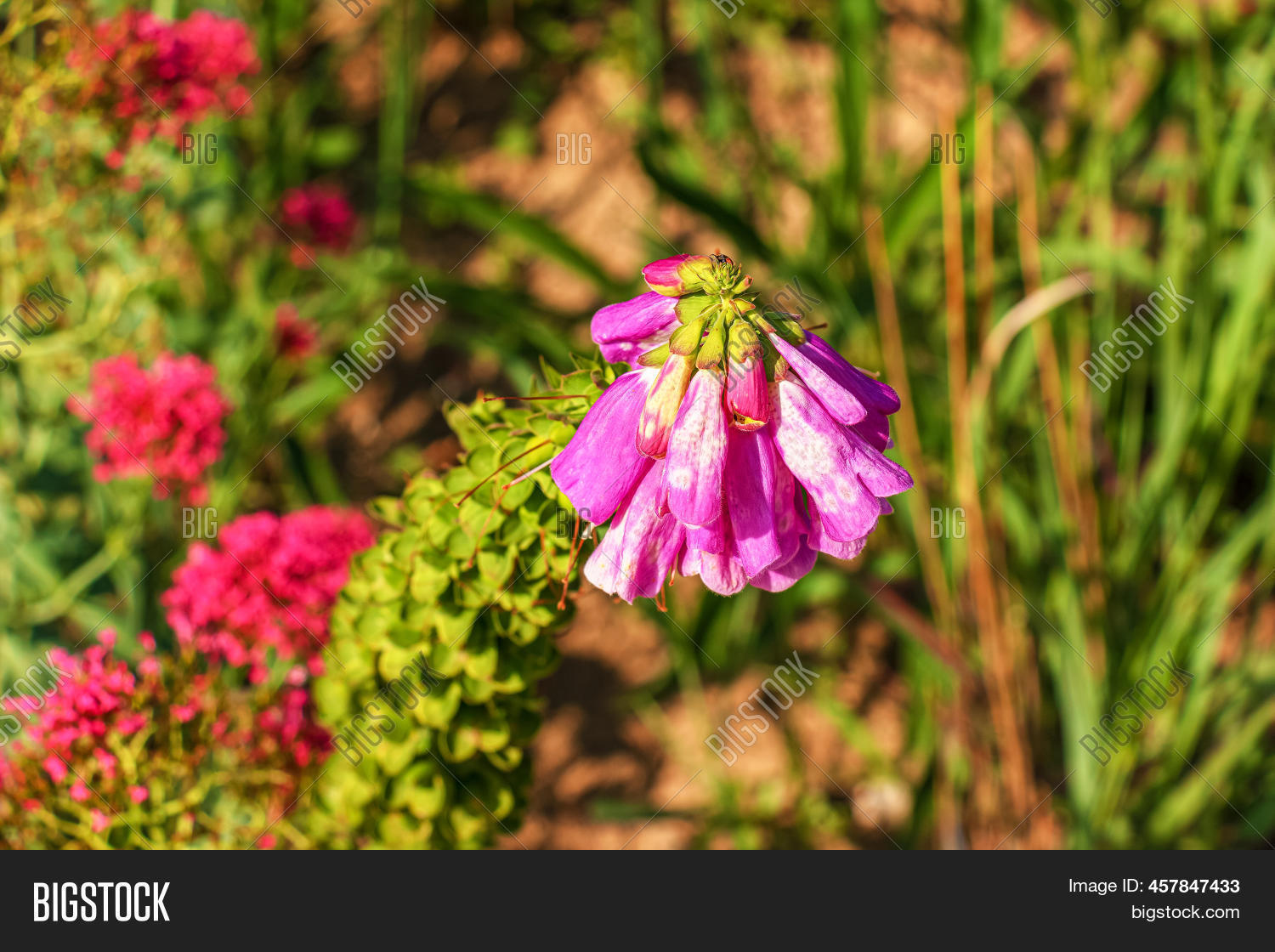 Fading Flowers Image & Photo (Free Trial) | Bigstock
