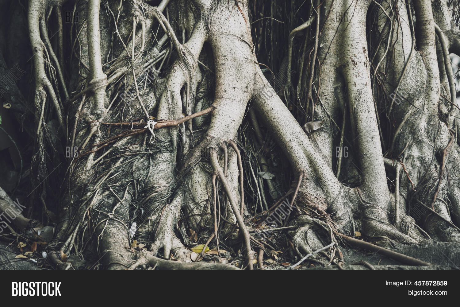 Roots Banyan Tree Image & Photo (Free Trial) | Bigstock