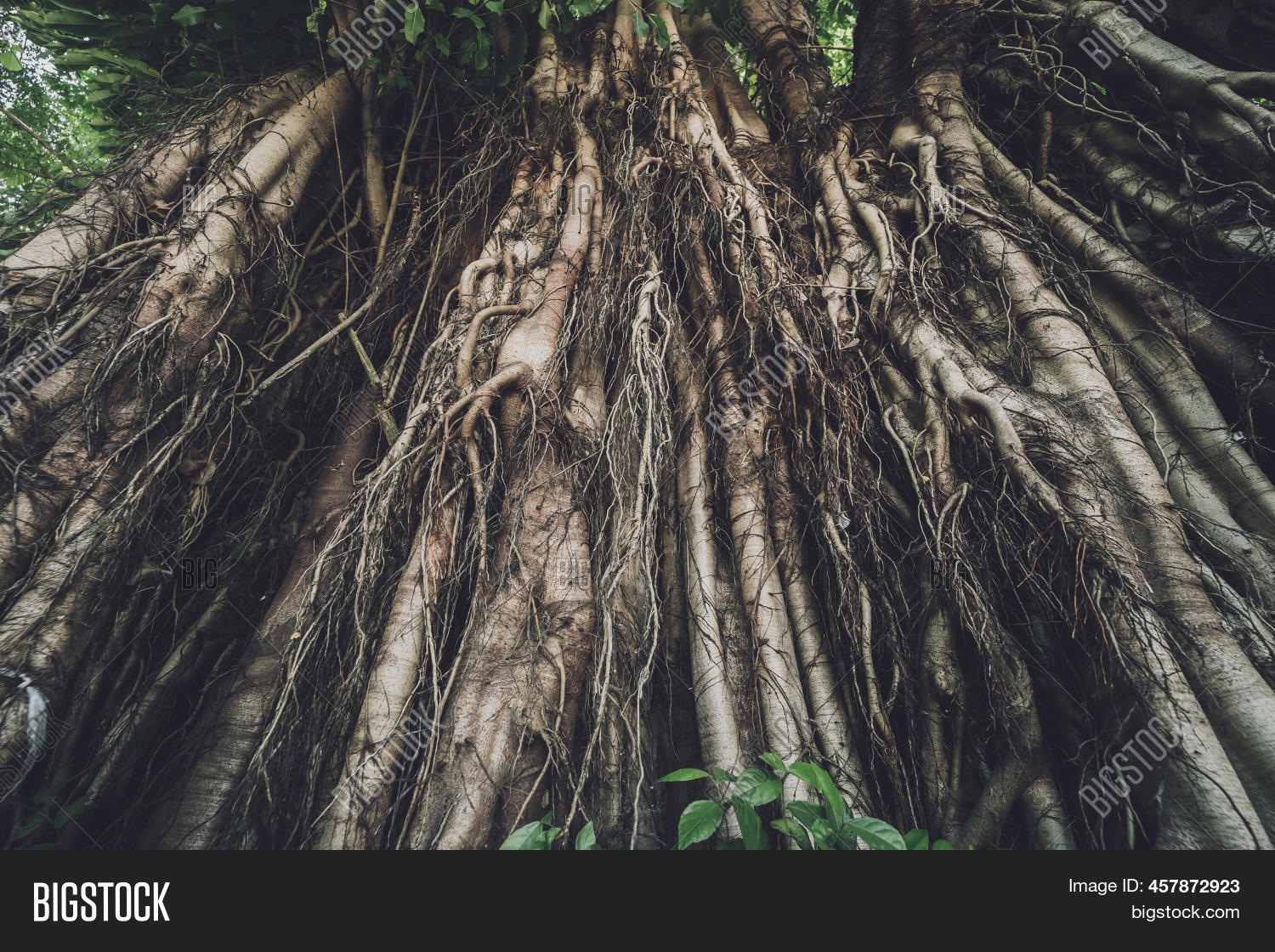 Roots Banyan Tree Image & Photo (Free Trial) | Bigstock