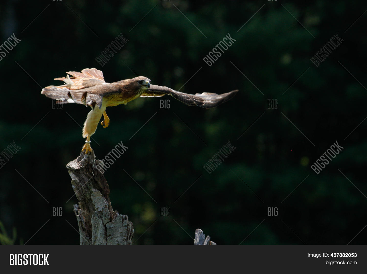 Harriss Hawk Parabuteo Image & Photo (Free Trial) | Bigstock