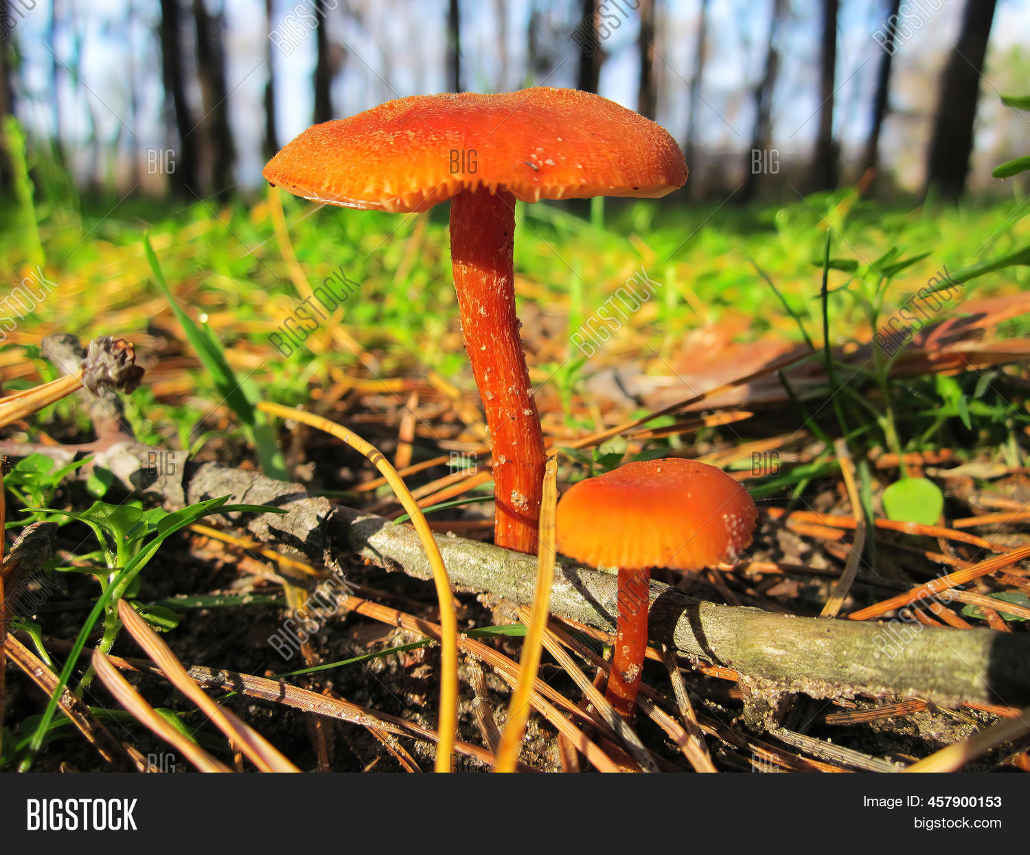 Laccaria Laccata, Image & Photo (Free Trial) | Bigstock