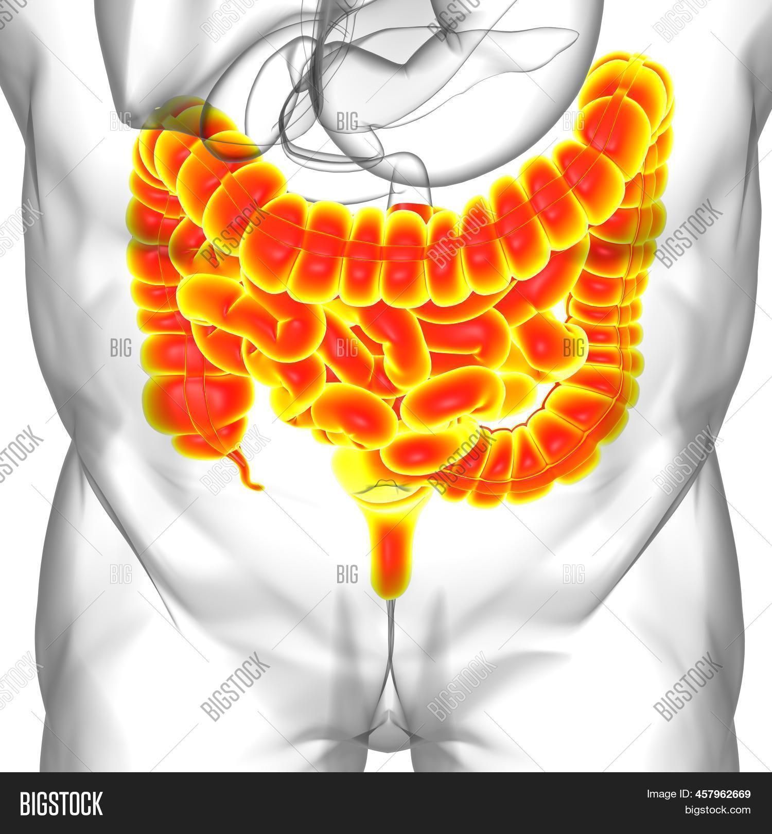 Small Large Intestine Image & Photo (Free Trial) | Bigstock