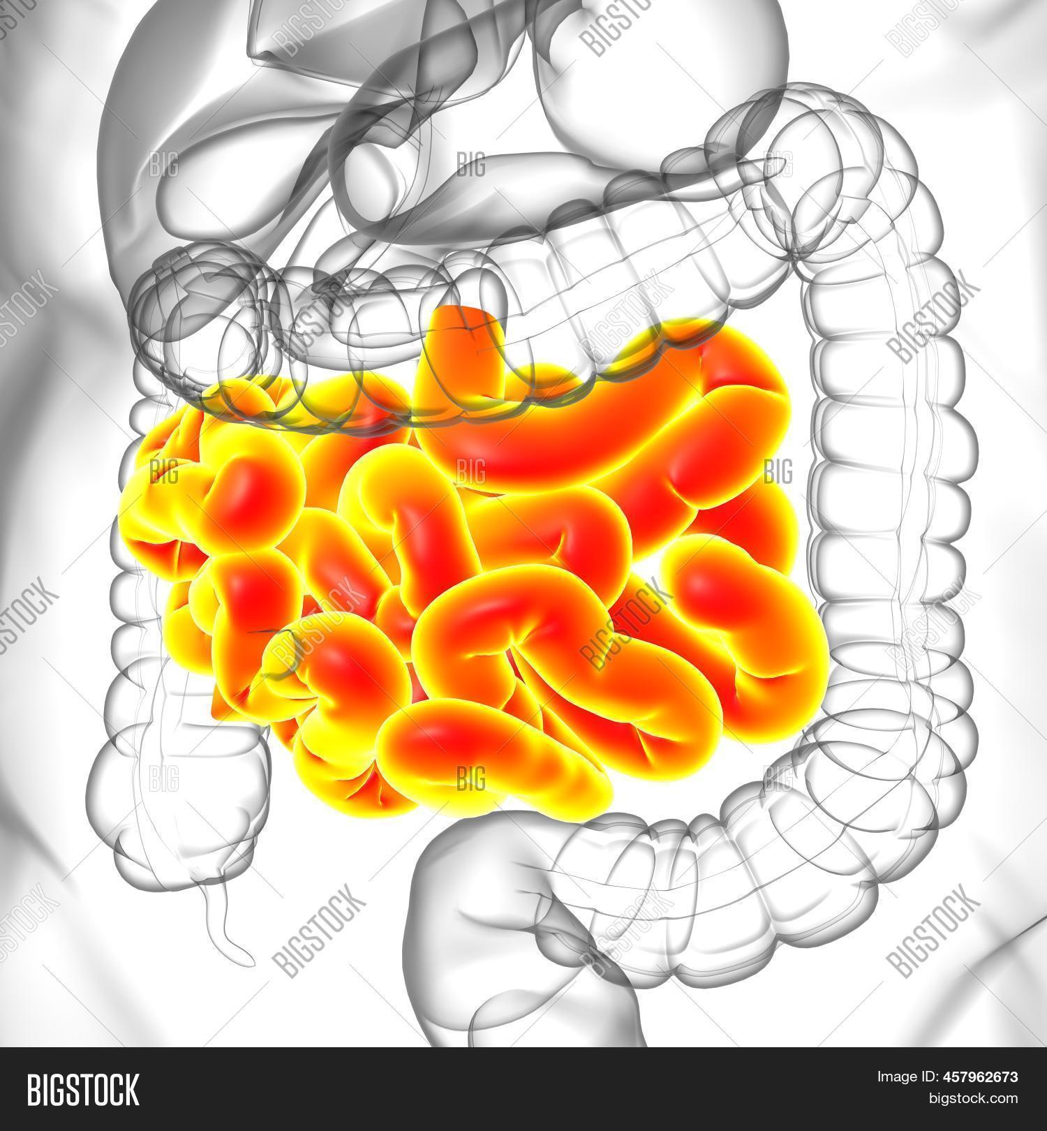 Small Intestine 3D Image & Photo (Free Trial) | Bigstock
