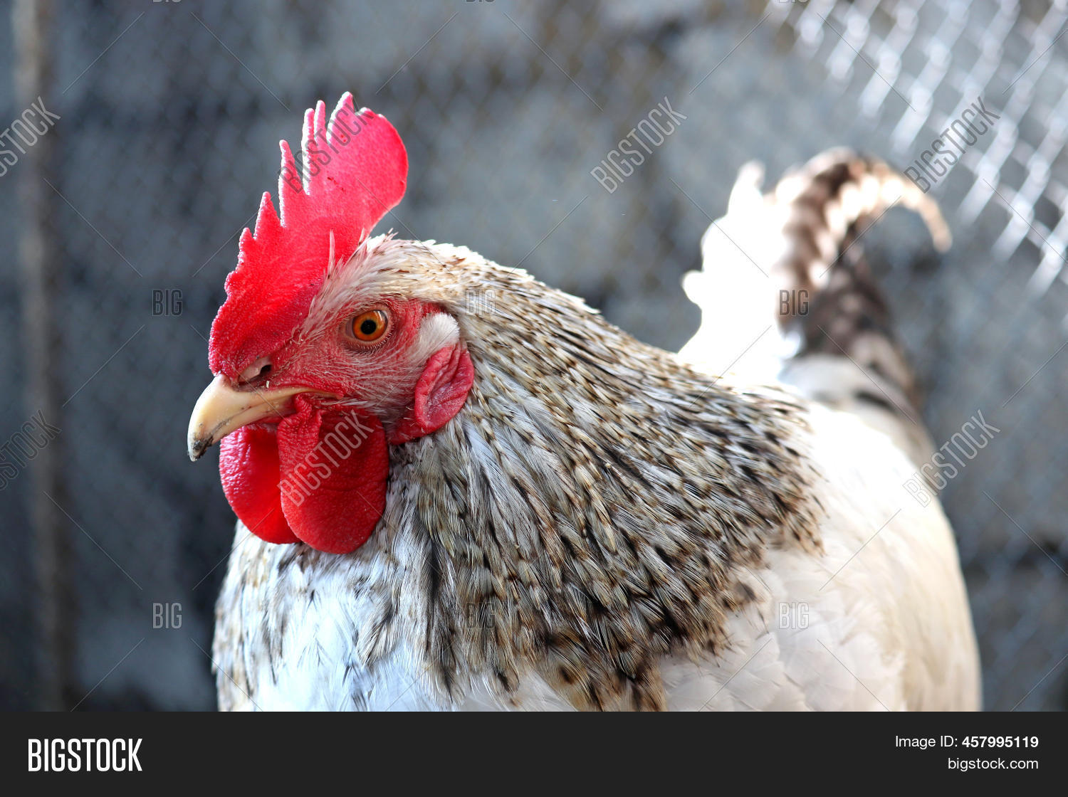 Rooster Chicken Coop. Image & Photo (Free Trial) | Bigstock