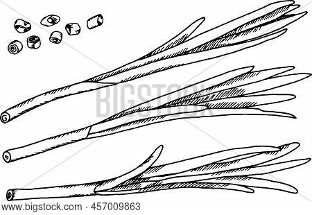 Green Onions. Line Vector & Photo (Free Trial) | Bigstock