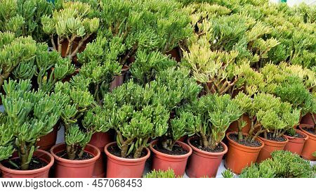 Beautiful Exotic Rare Image & Photo (Free Trial) | Bigstock