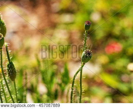 Achene Seeds Maturing Image & Photo (Free Trial) | Bigstock