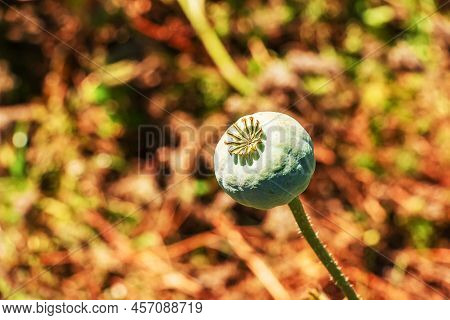 Achene Seeds Maturing Image & Photo (Free Trial) | Bigstock