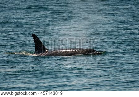 Dark Fin Orca Whale Image & Photo (Free Trial) | Bigstock