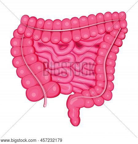 Large Intestine Vector & Photo (Free Trial) | Bigstock