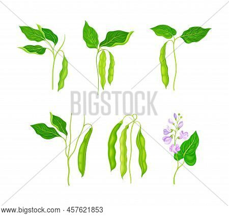 Legume Plants Green Vector & Photo (Free Trial) | Bigstock
