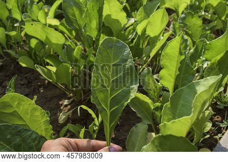 Female Plucking Fresh Image & Photo (Free Trial) | Bigstock