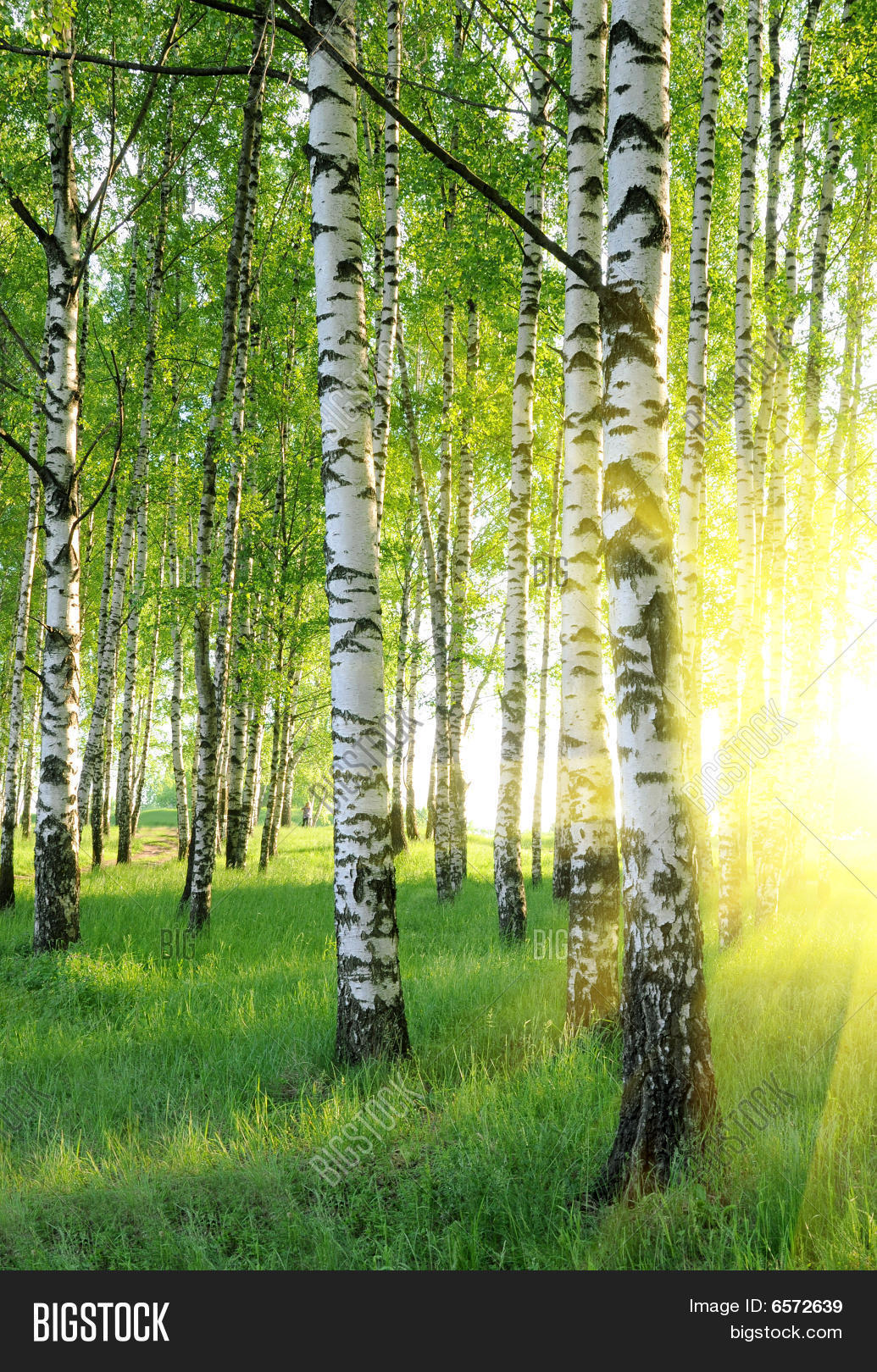 Birch Trees Image & Photo (Free Trial) | Bigstock
