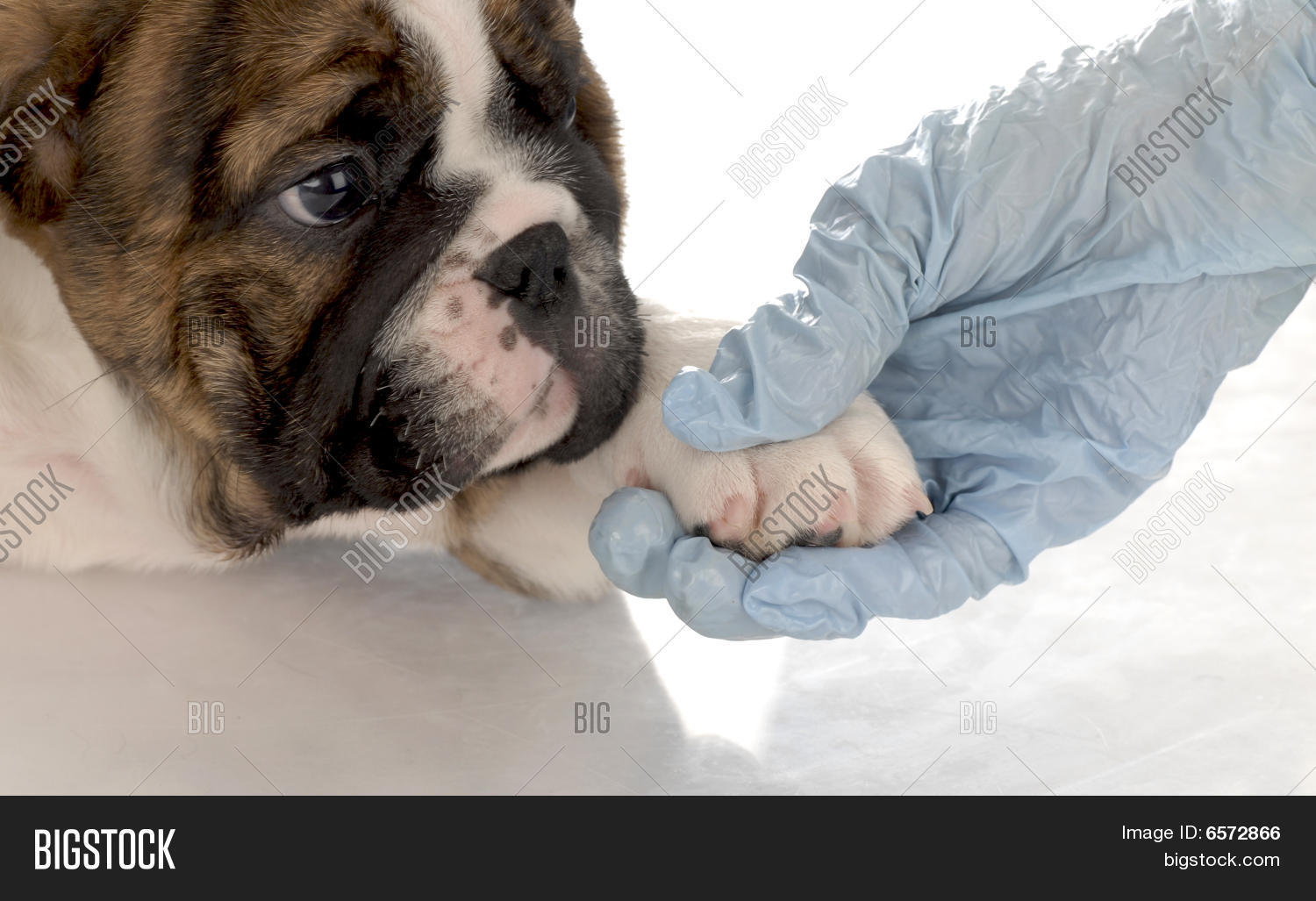 Vet Holding Bulldog Image & Photo (Free Trial) | Bigstock