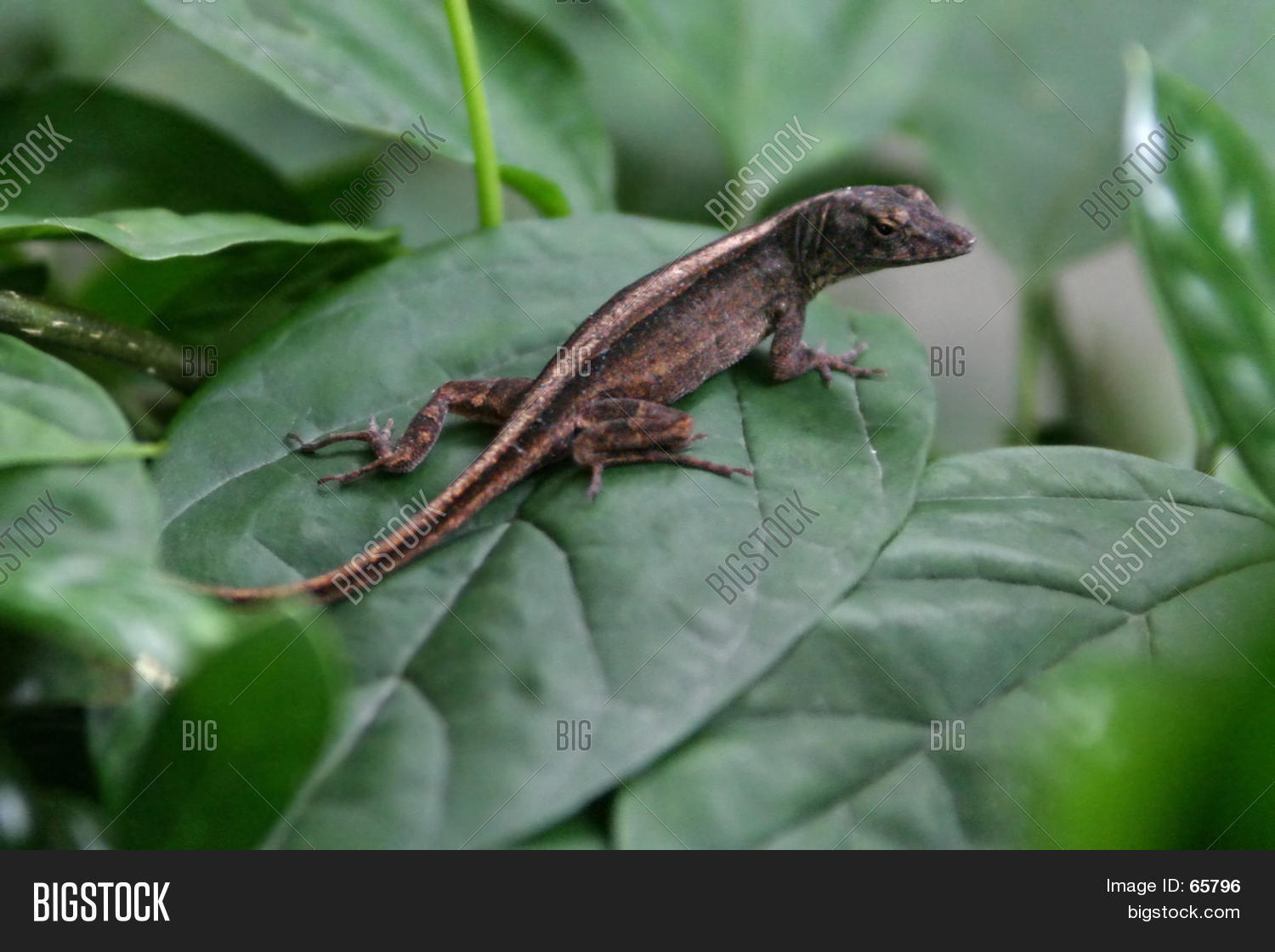 Lizard On Bush Image & Photo (Free Trial) | Bigstock