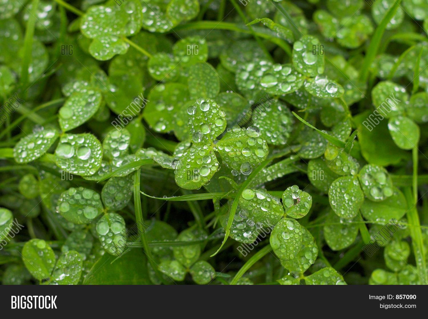 3-Leaf Clover Image & Photo (Free Trial) | Bigstock