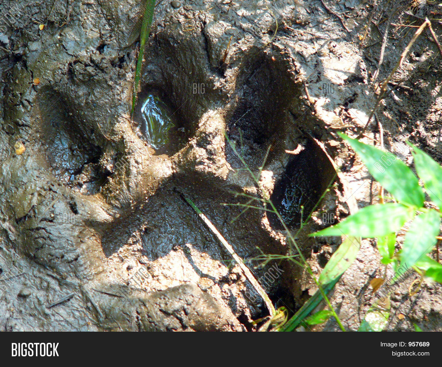 Tiger Footprint Image & Photo (Free Trial) | Bigstock