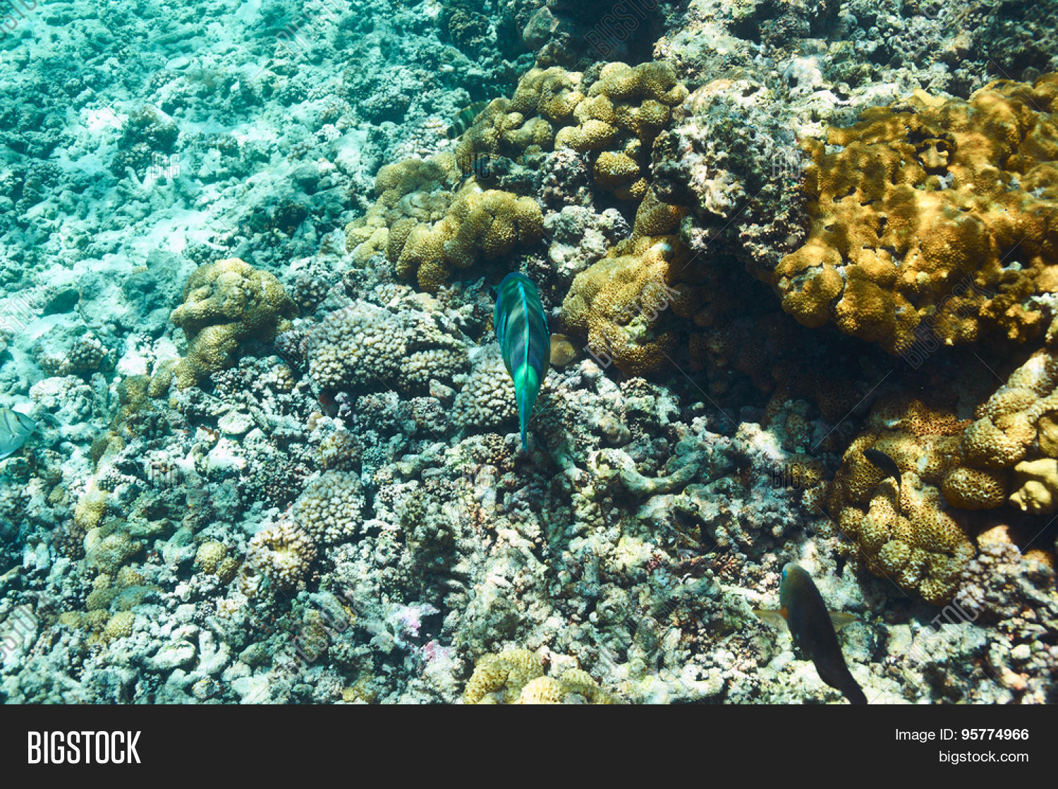 Coral Reef Fish Image & Photo (Free Trial) | Bigstock