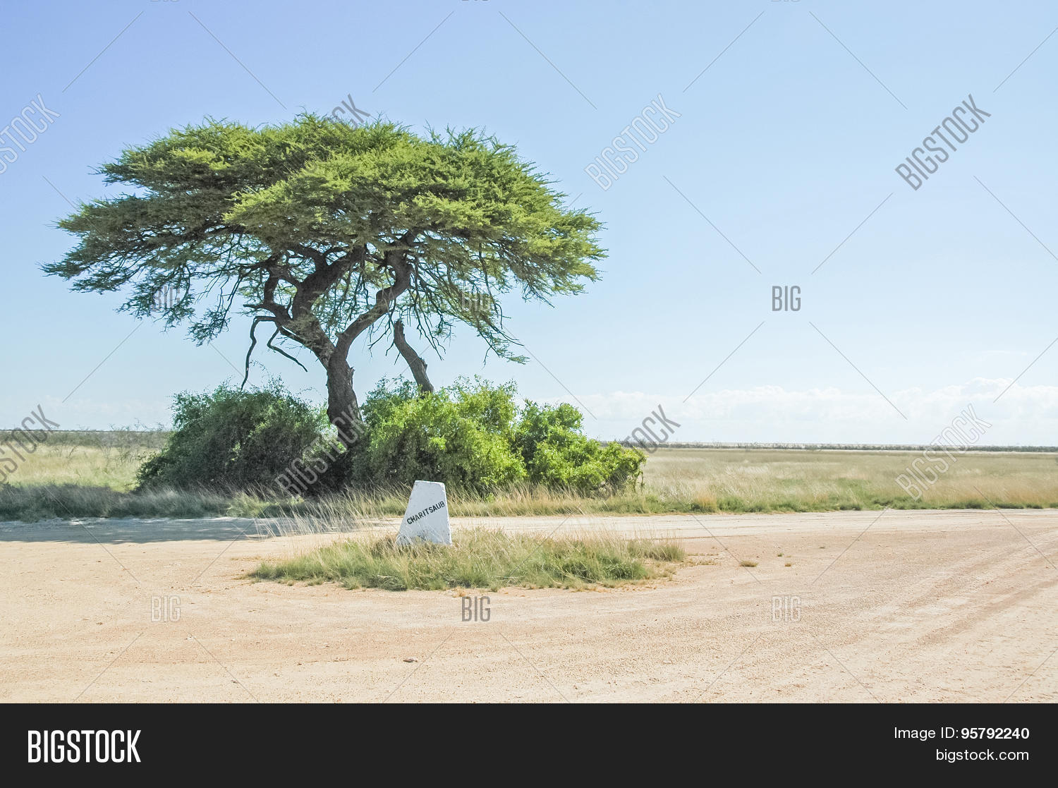 Camelthorn Tree Image & Photo (Free Trial) | Bigstock