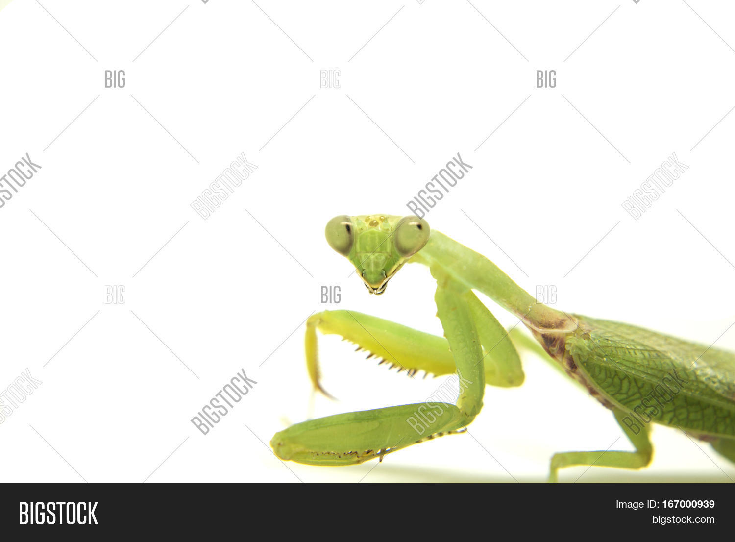 Mantis On White Image & Photo (Free Trial) | Bigstock