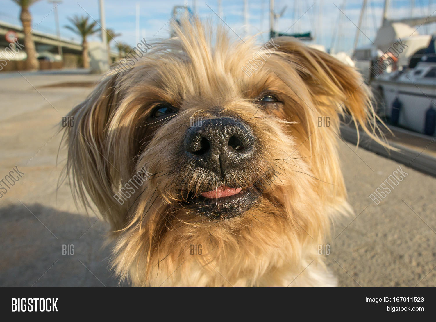 Dog Face. Wide Angle Image & Photo (Free Trial) | Bigstock
