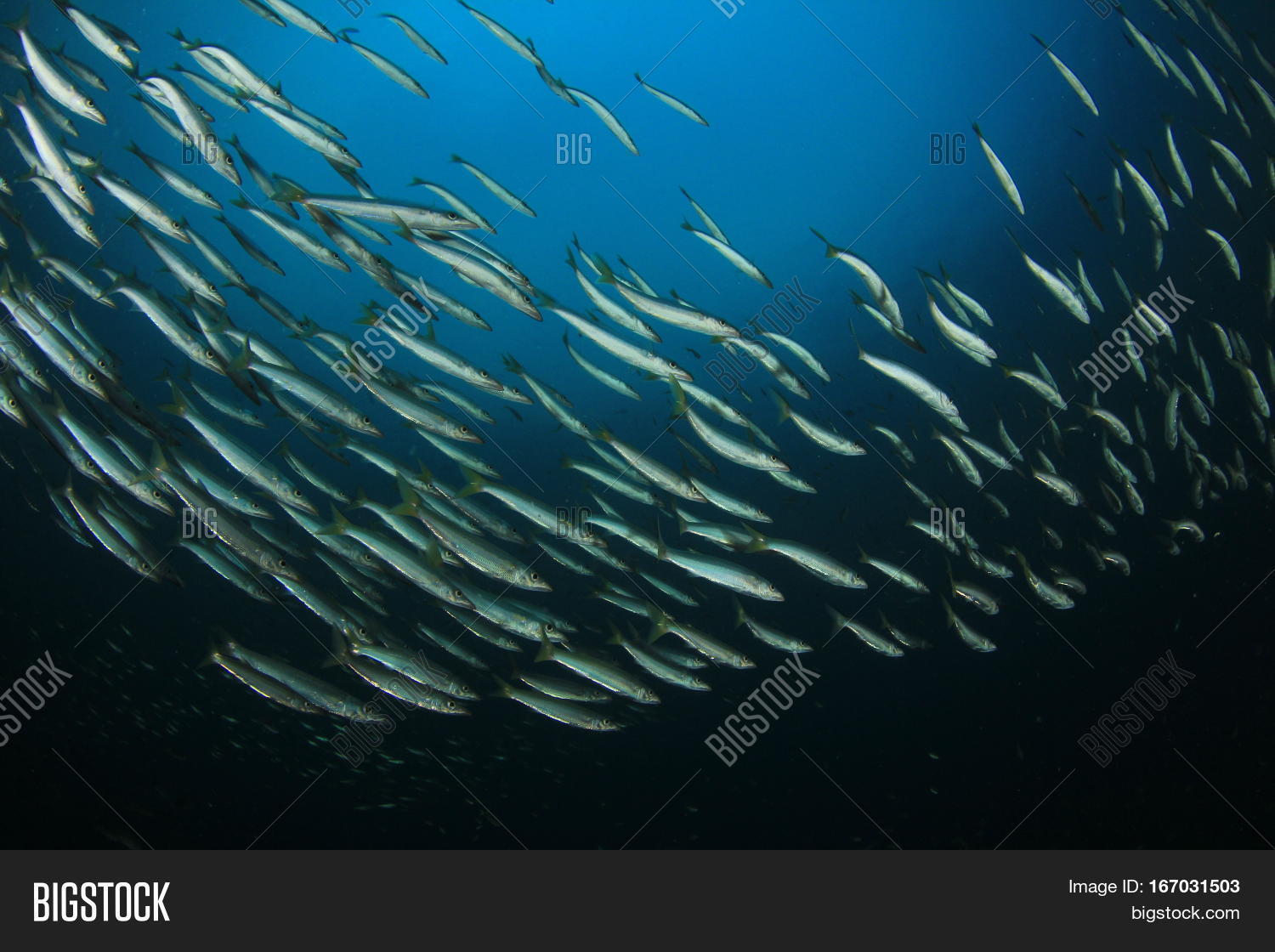 Shoal Of Tiny Fish