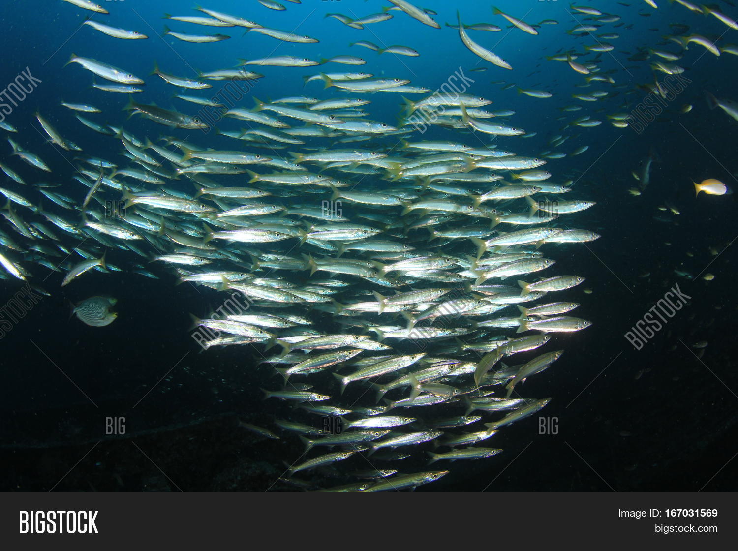 School Juvenile Image & Photo (Free Trial) | Bigstock