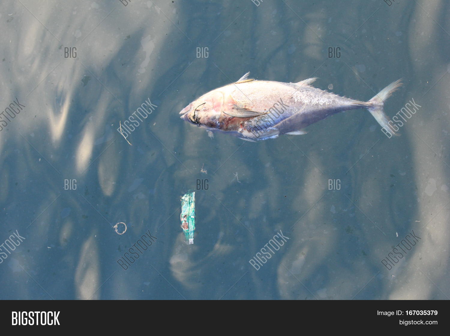 Dead Fish Polluted Image & Photo (Free Trial) | Bigstock